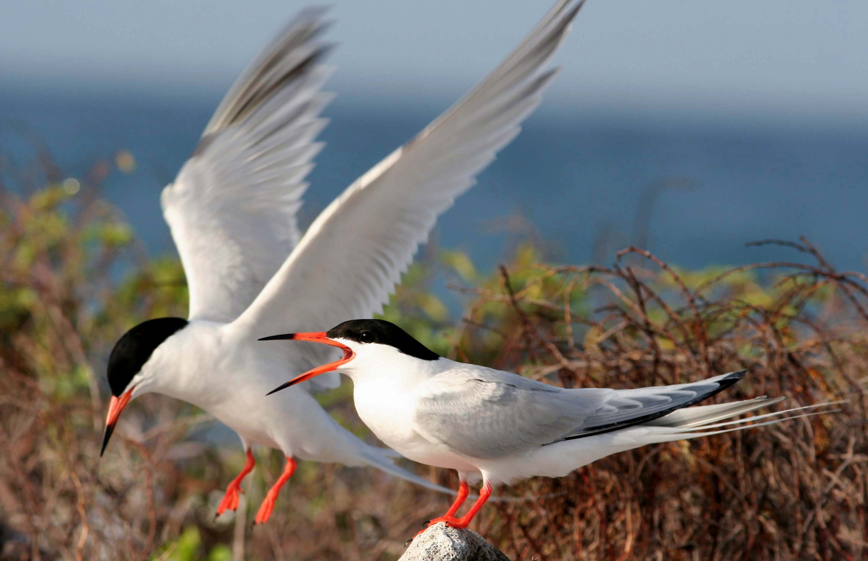 Roseate-Terns_Puerto-Rico_Credit_Alcides-Morales_USFWS.jpg | FWS.gov