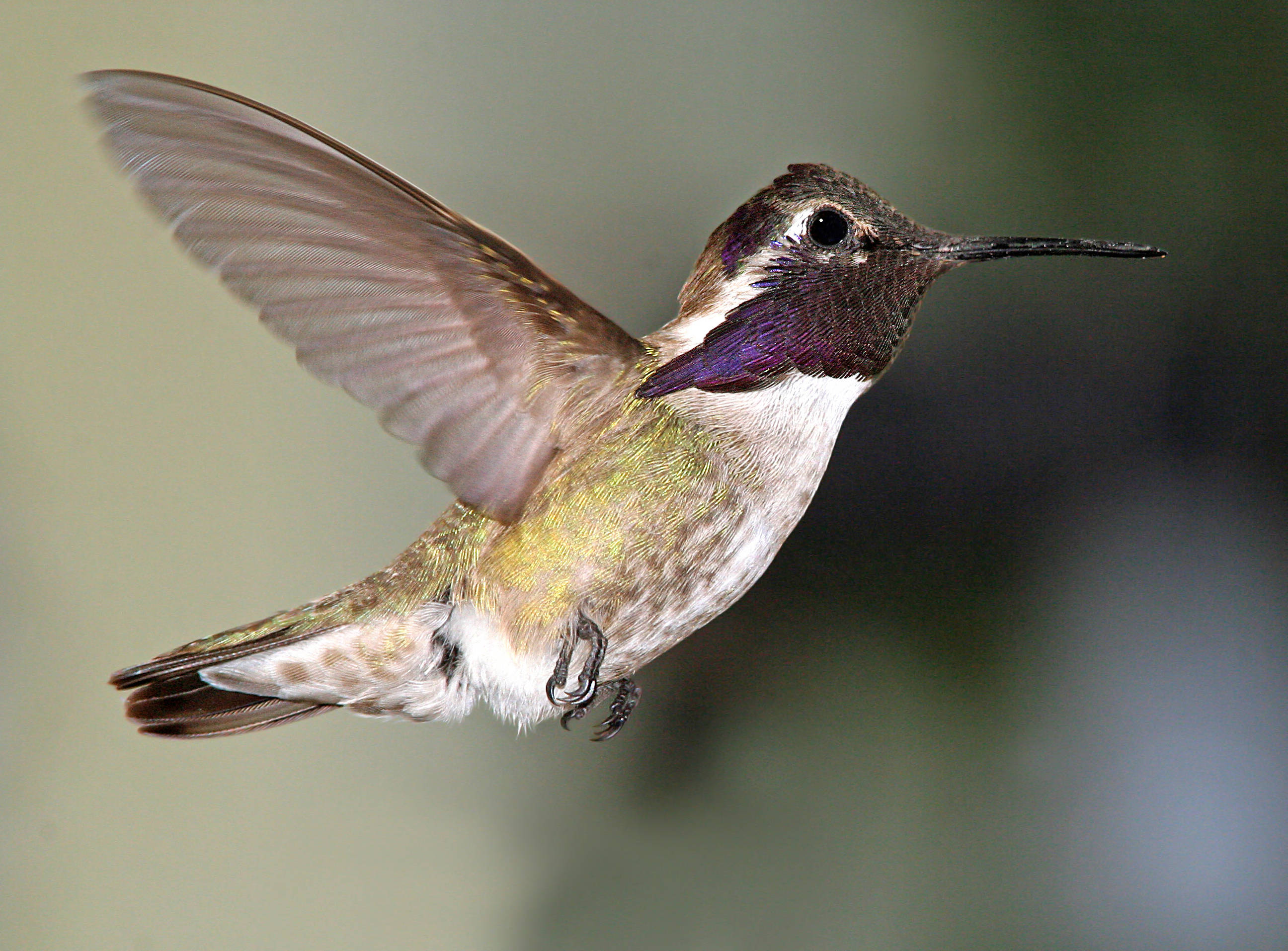 Costa's hummingbird | FWS.gov