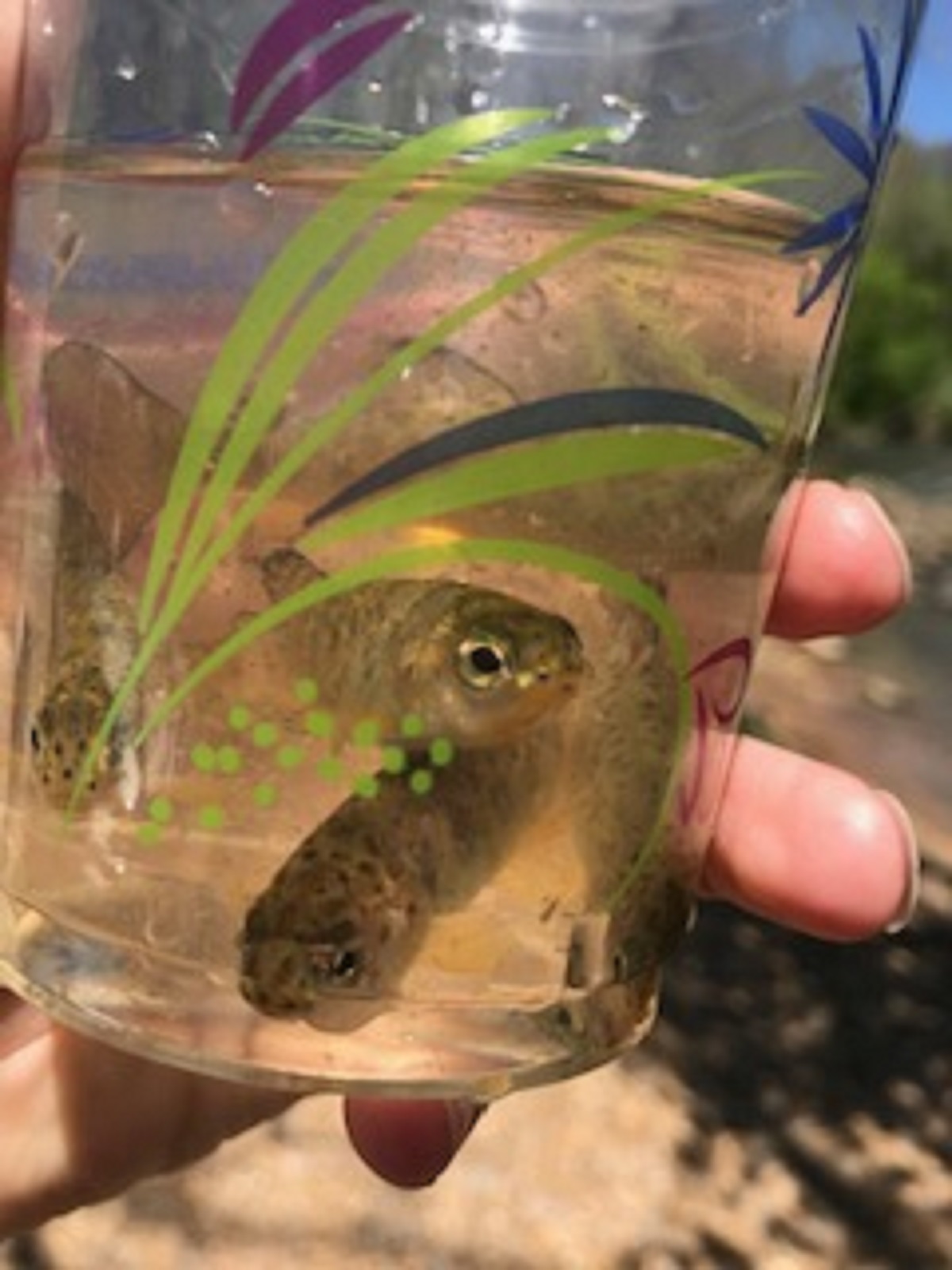 Trout from Trout in the Classroom Program | FWS.gov