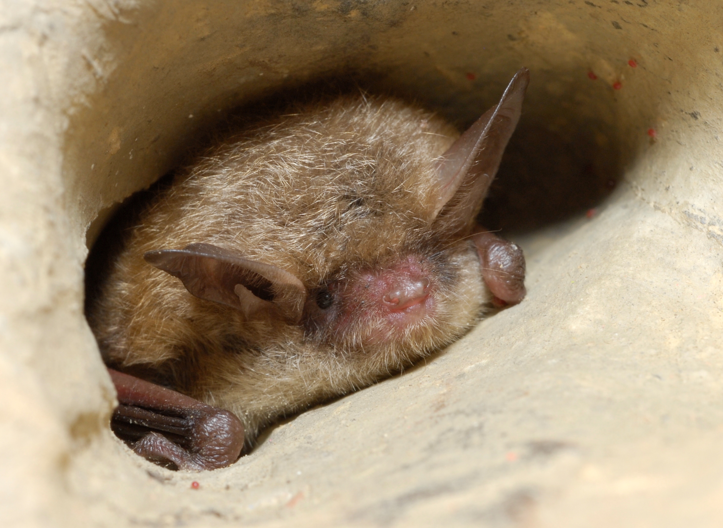 Northern long-eared bat | FWS.gov