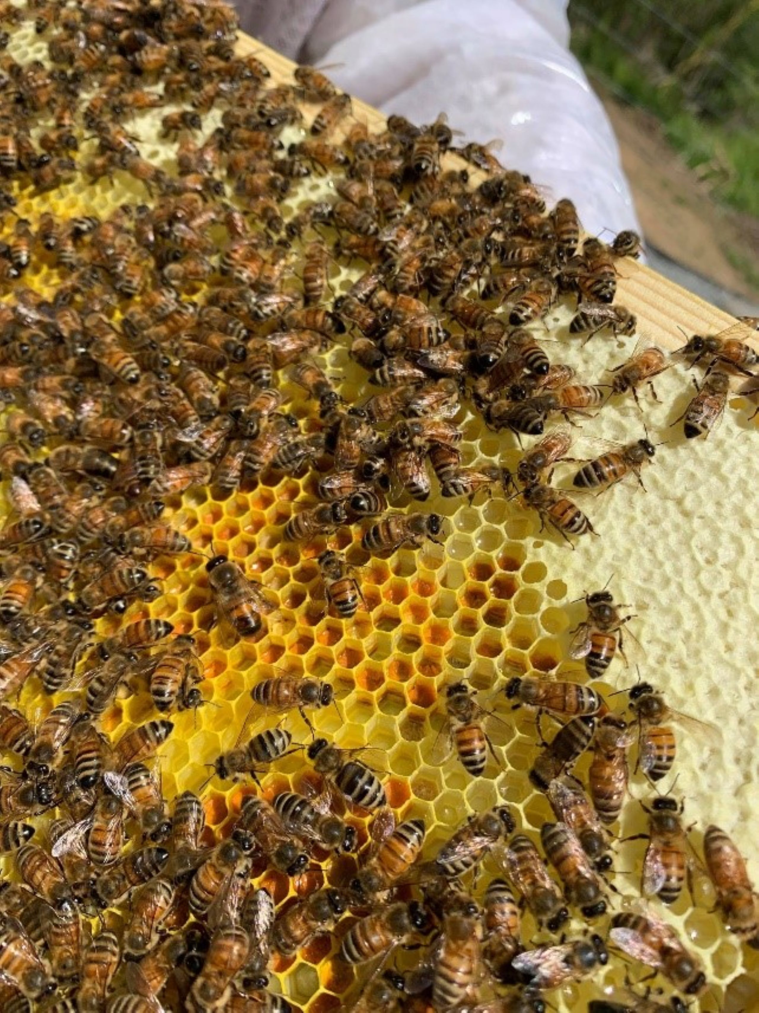 Bees on frame (resized).jpg | FWS.gov