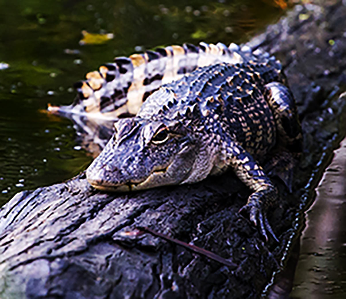 Alligator resting on a log | FWS.gov