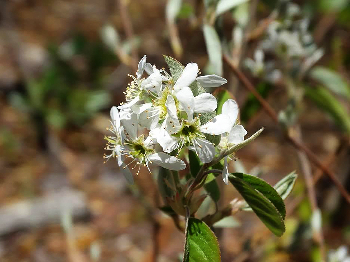 Canadian Serviceberry | FWS.gov