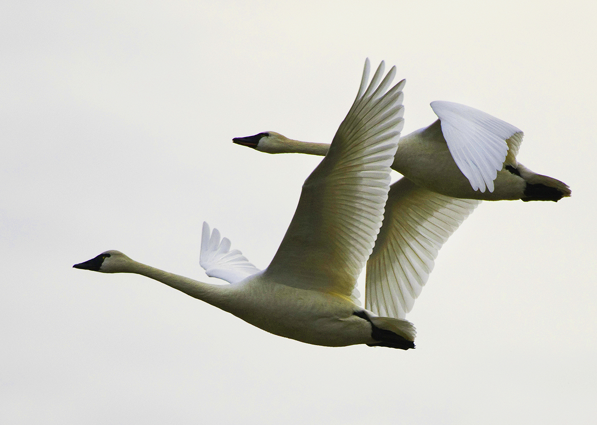 Tundra Swan pair in flight at Alligator River National Wildlife Refuge ...