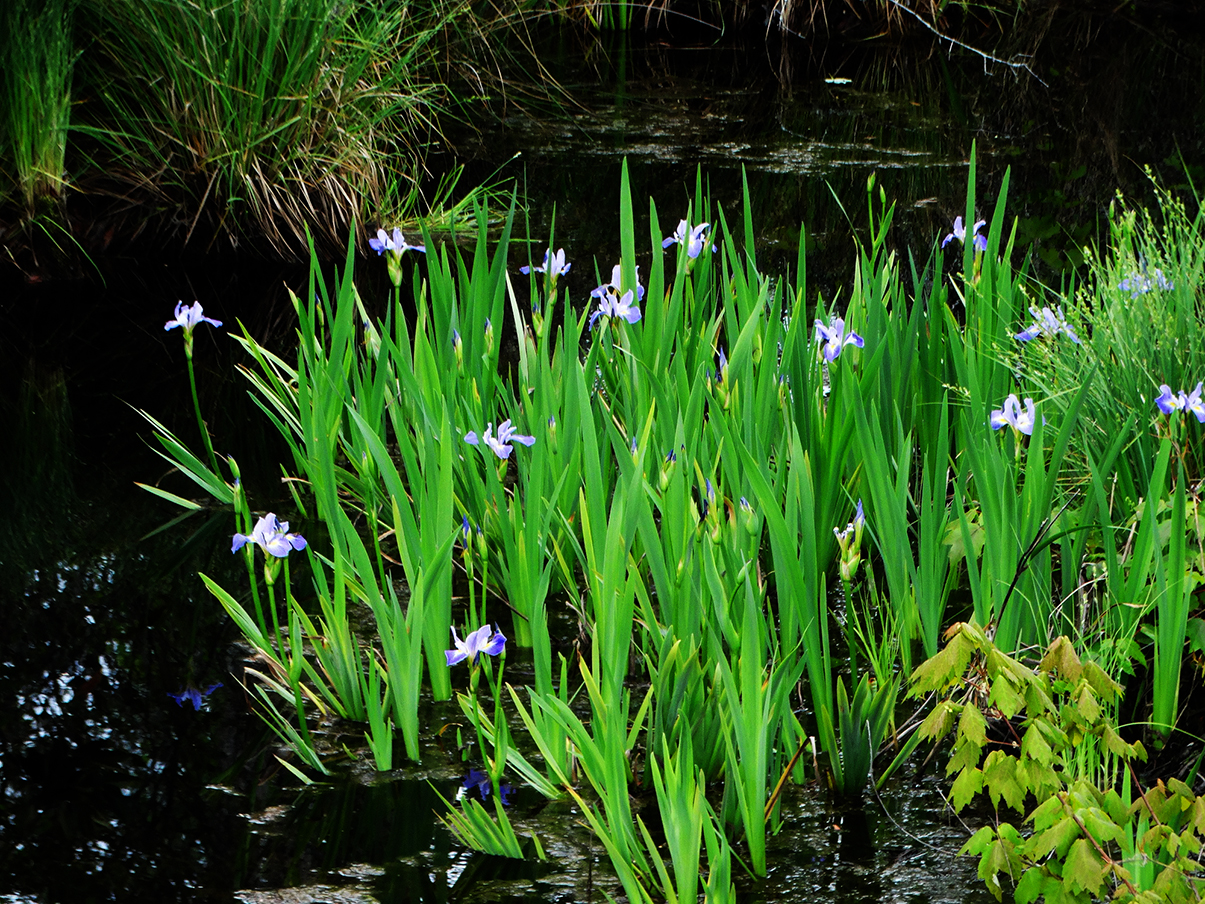 Virginia Iris Stand in bloom | FWS.gov