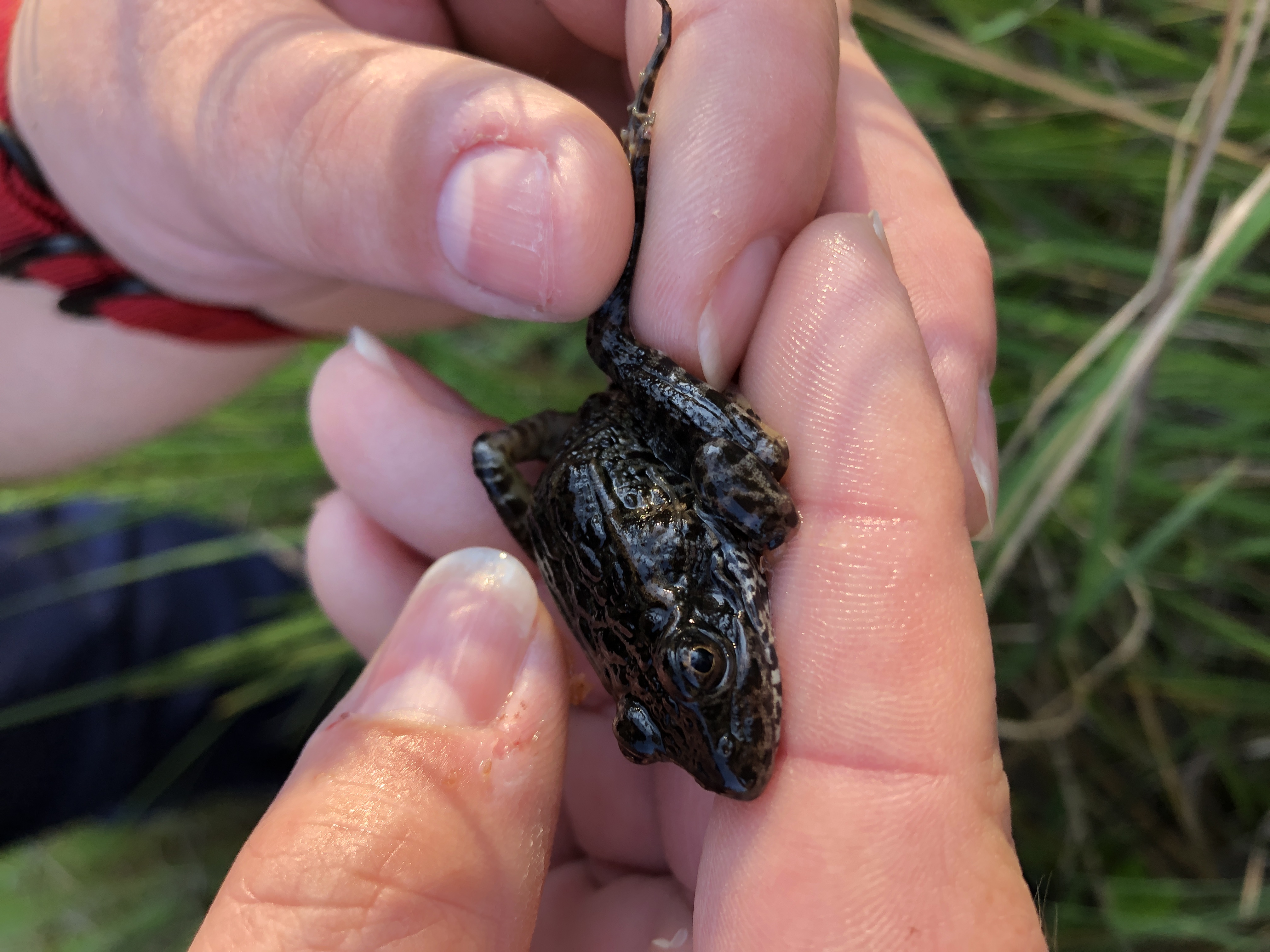 Gopher frog released at Francis Marion National Forest, 2019 | FWS.gov