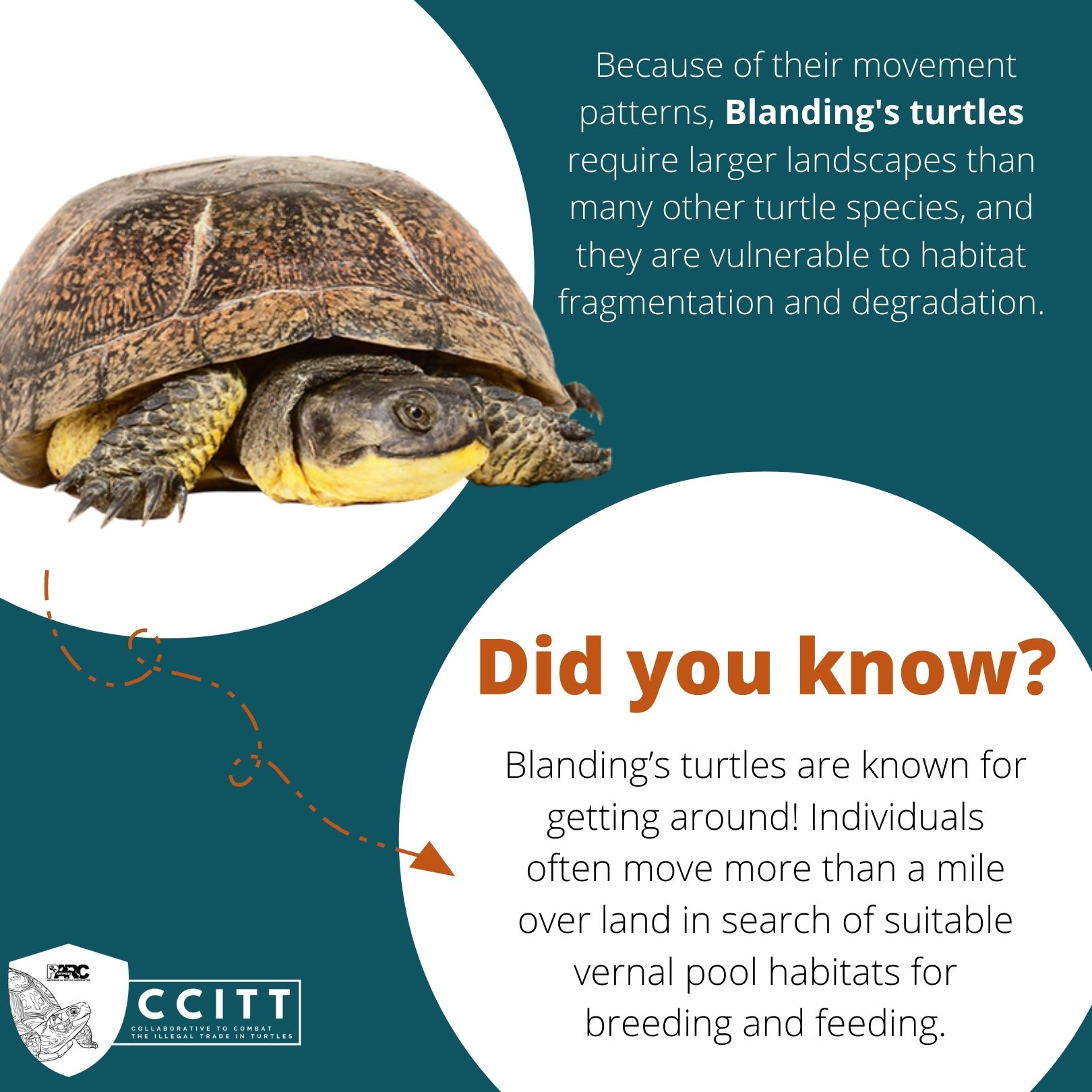 Blanding's turtle fact (large).jpg | FWS.gov