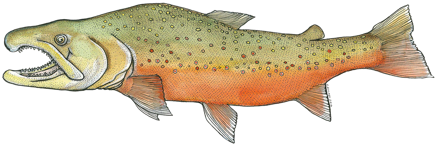 Fish Migration - Bull trout | FWS.gov