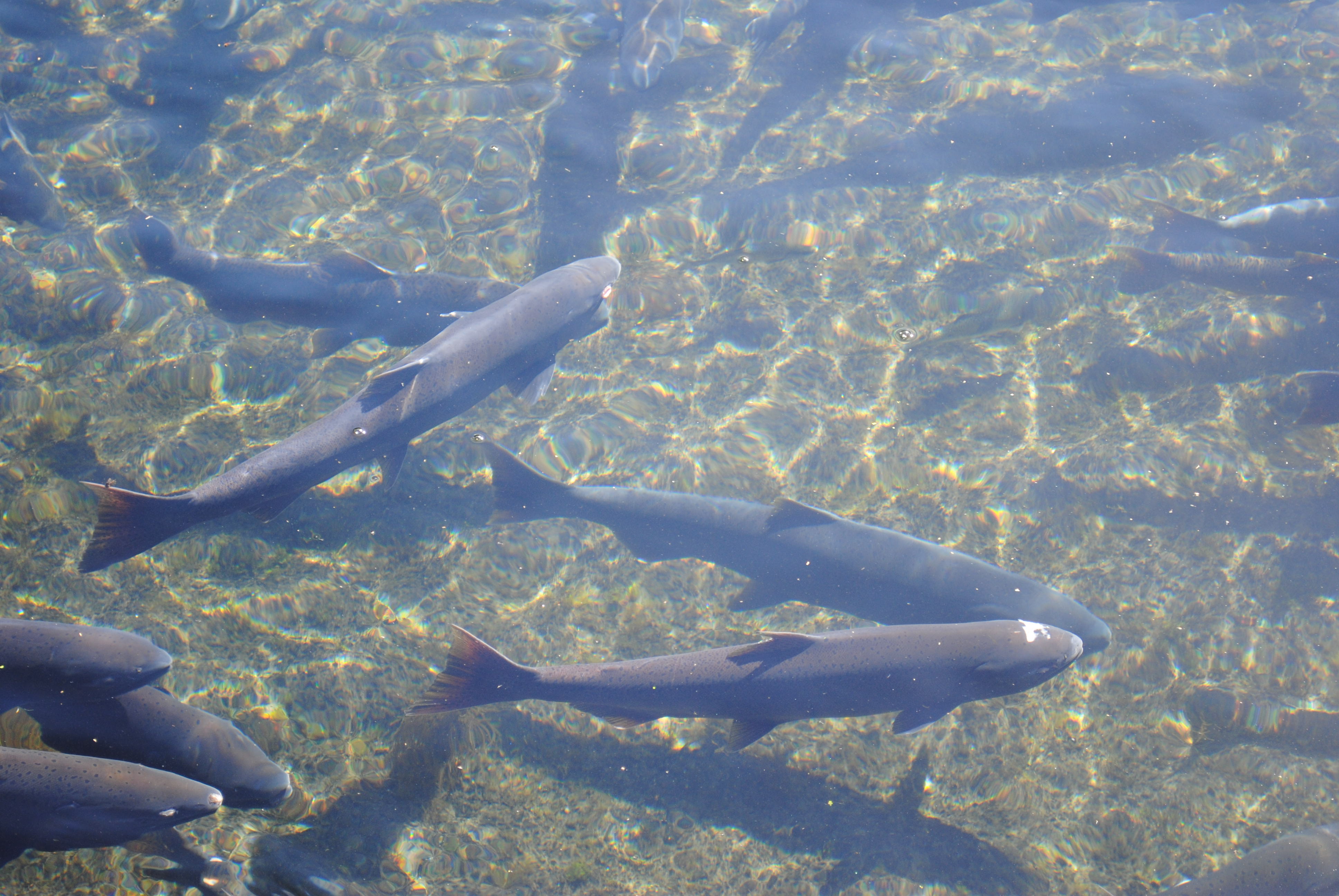 spring Chinook salmon adults | FWS.gov