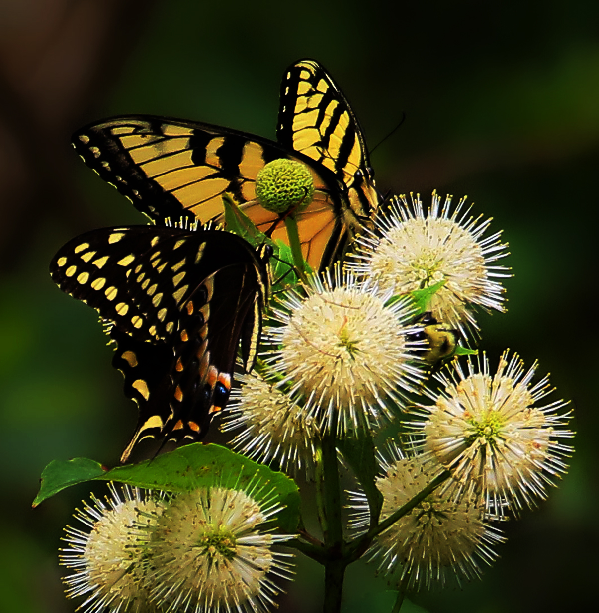 Two Tiger Swallowtails on a buttonbush | FWS.gov