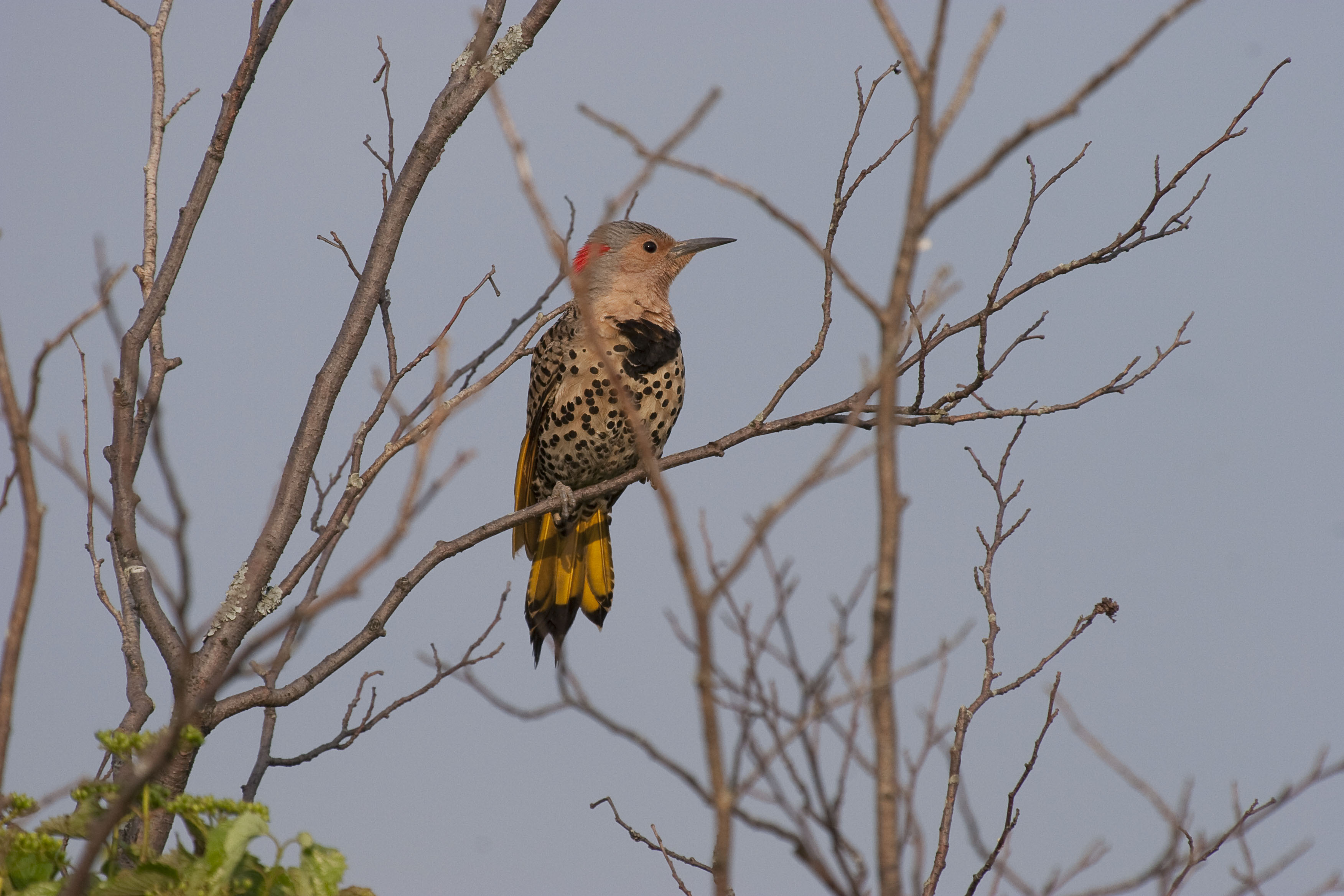 A northern flicker in a tree. | FWS.gov