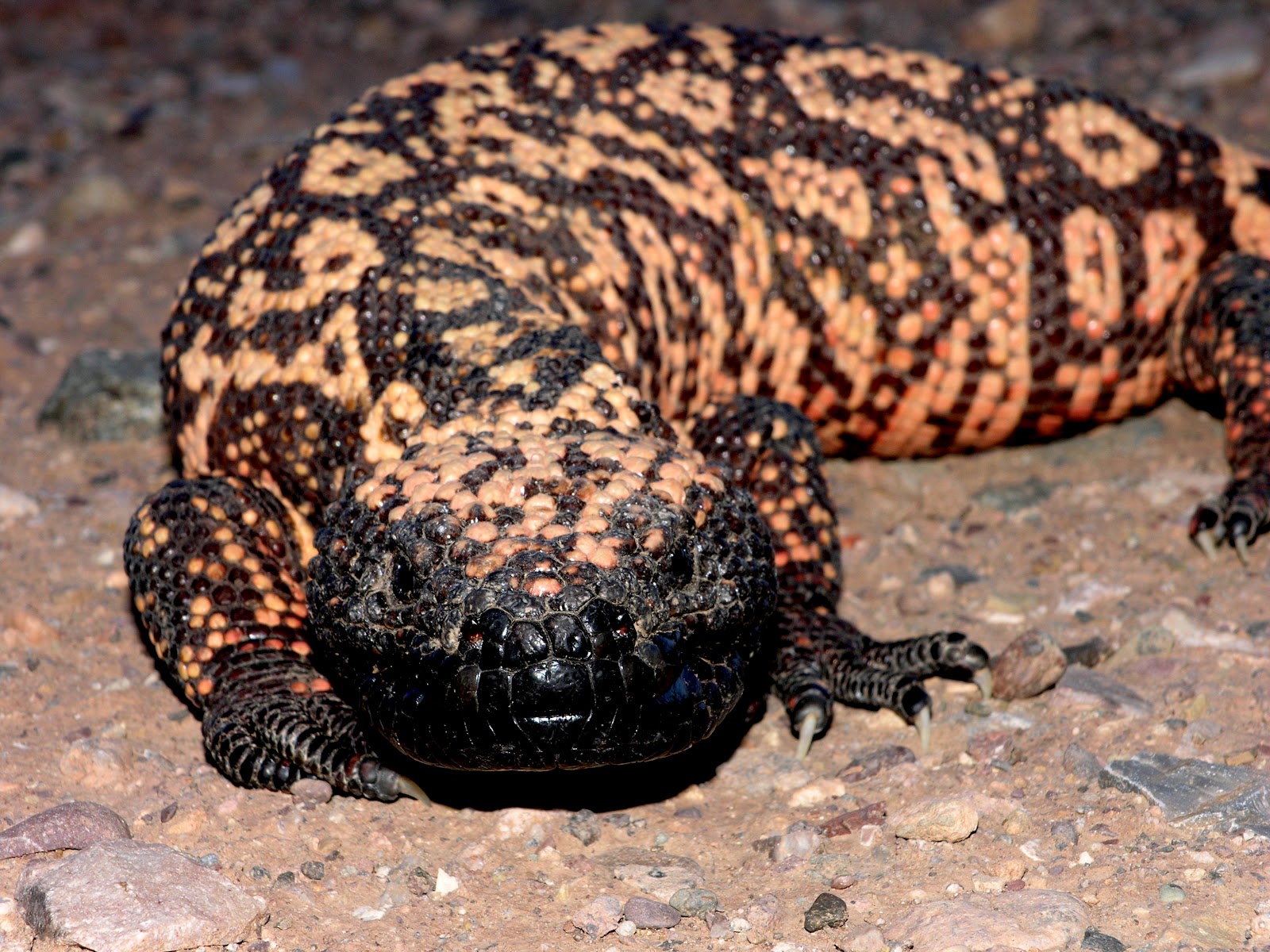 Gila Monster | FWS.gov