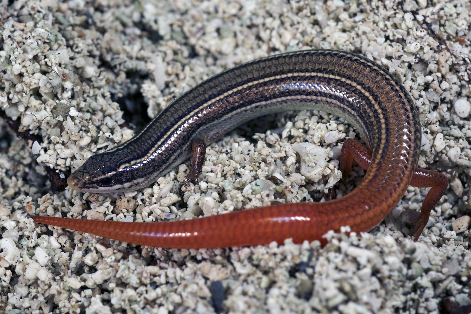 Sand Skink Endangered