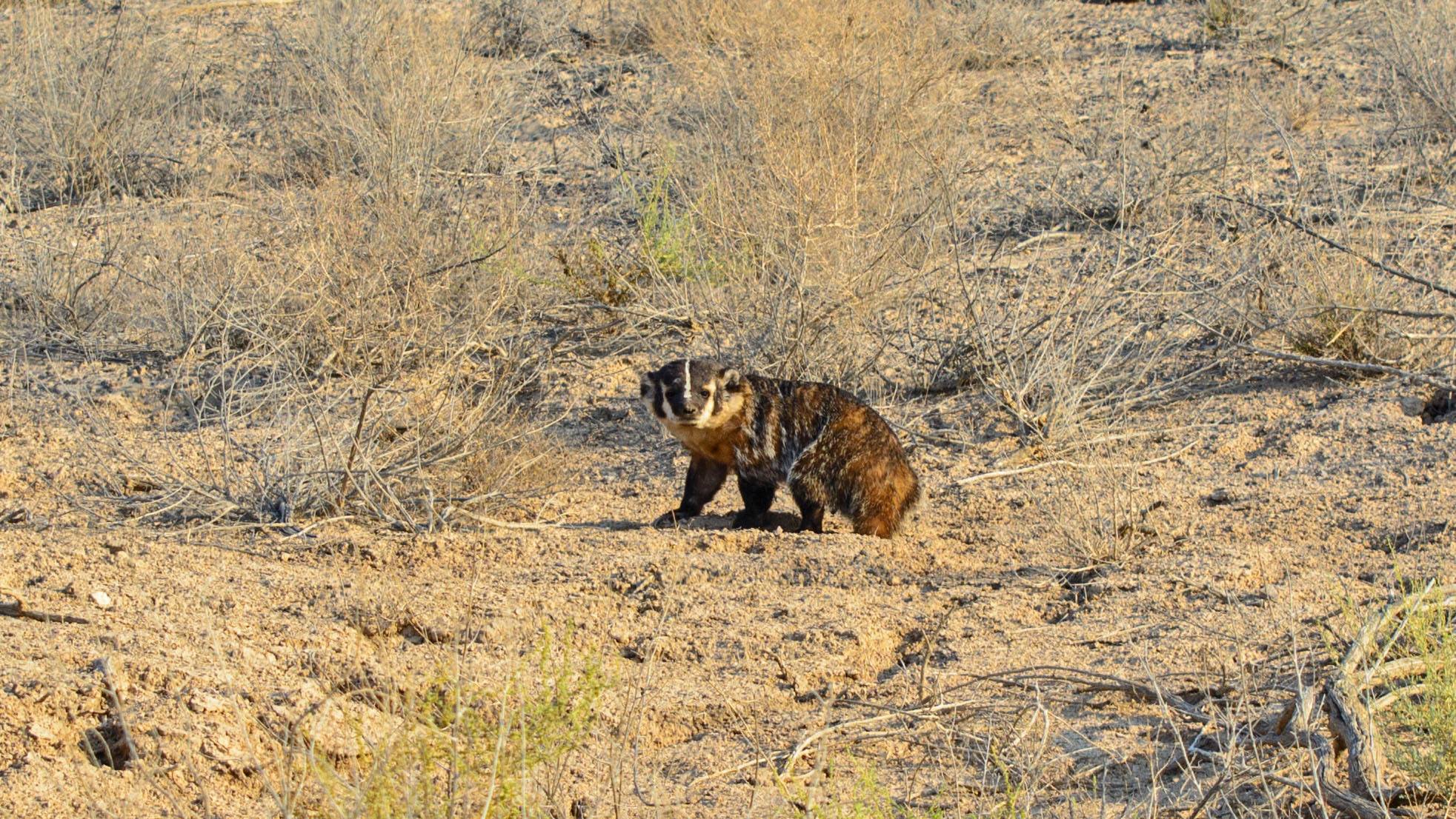 Ash Meadows NWR - Badger in Desert | FWS.gov