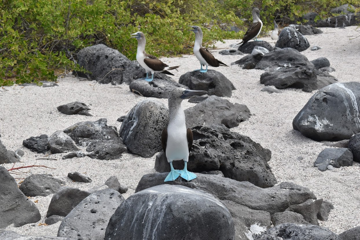 Blue Footed Boobies | FWS.gov