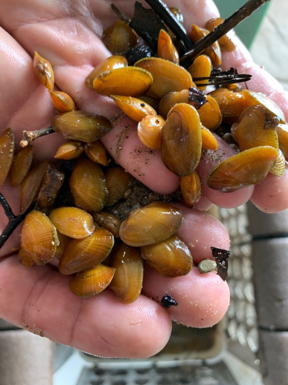 Mussels from baskets.jpg | FWS.gov