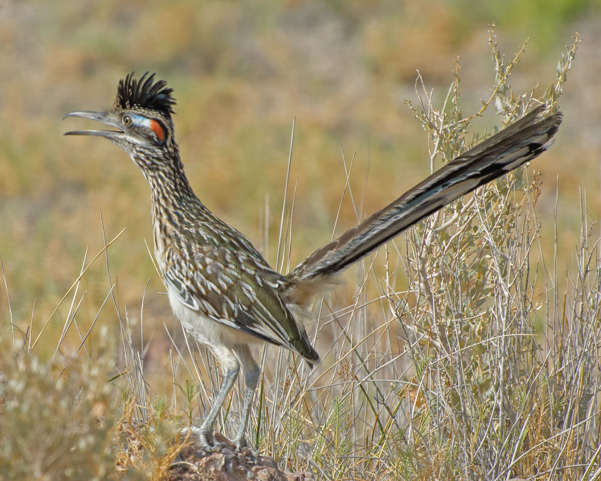 Ash Meadows NWR - Roadrunner | FWS.gov
