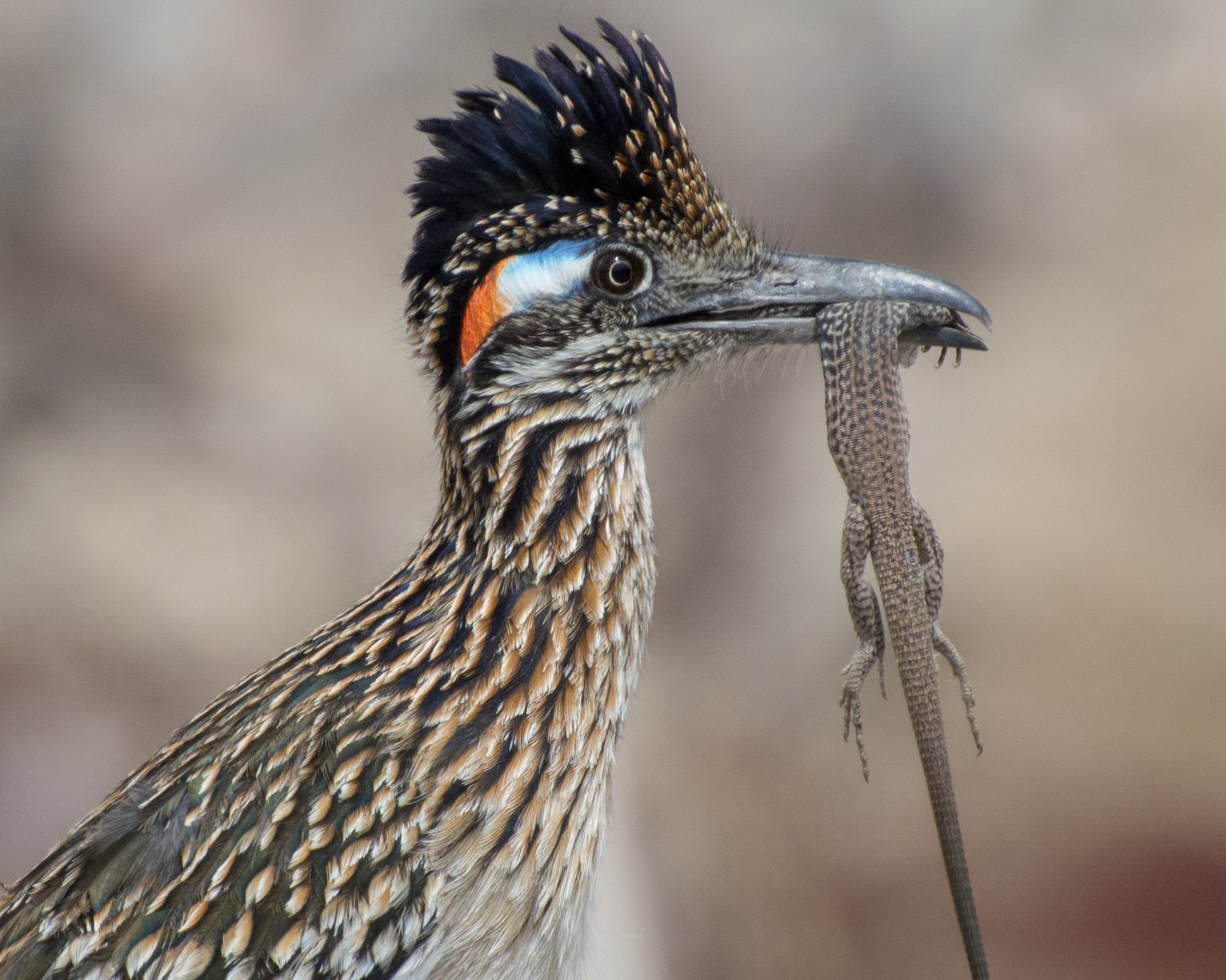 Ash Meadows NWR - Roadrunner | FWS.gov