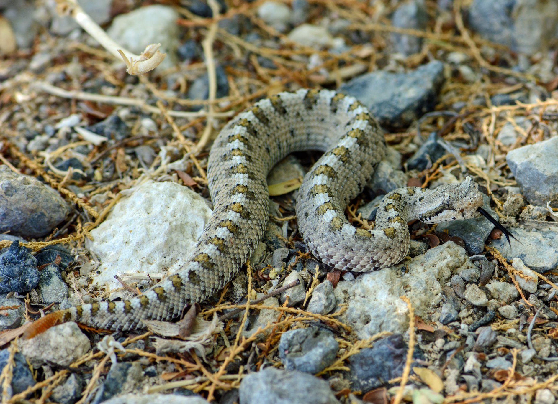 Ash Meadows NWR - Sidewinder Rattlesnake | FWS.gov
