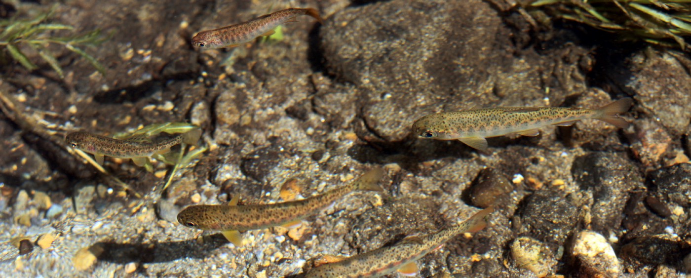Baby Salmon | FWS.gov