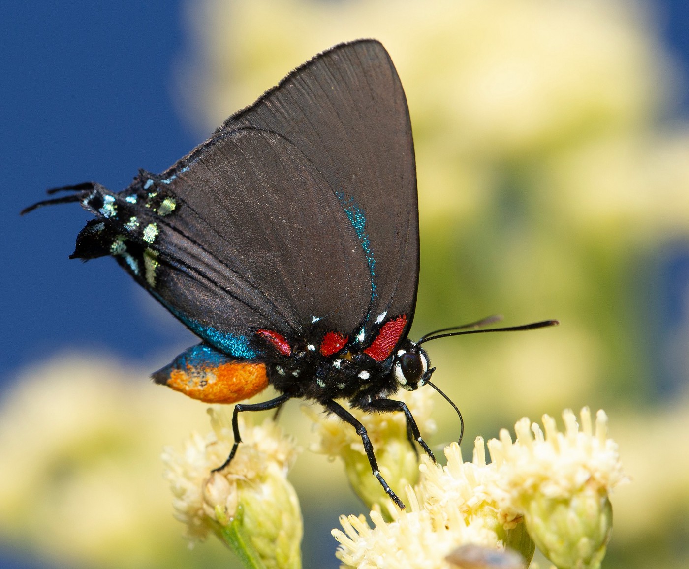 Great purple hairstreak butterfly | FWS.gov