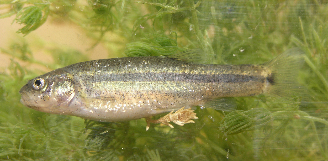 Ash Meadows Speckled Dace | FWS.gov