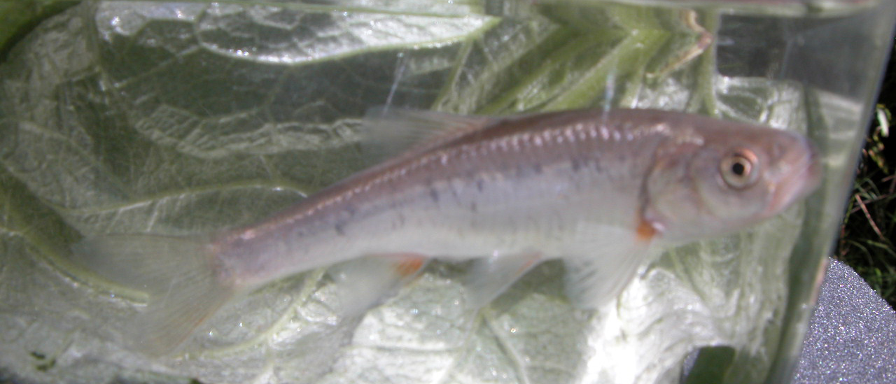 Big Springs Spinedace | FWS.gov