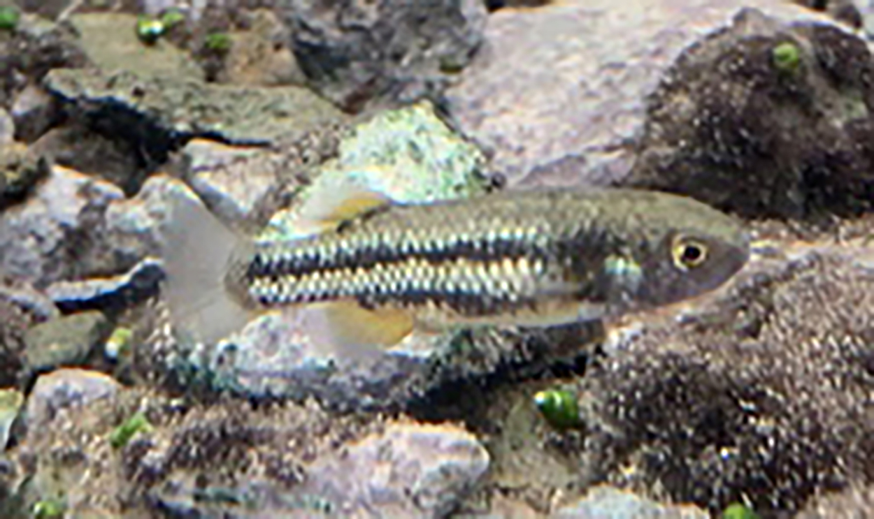 Hike White River Springfish | FWS.gov