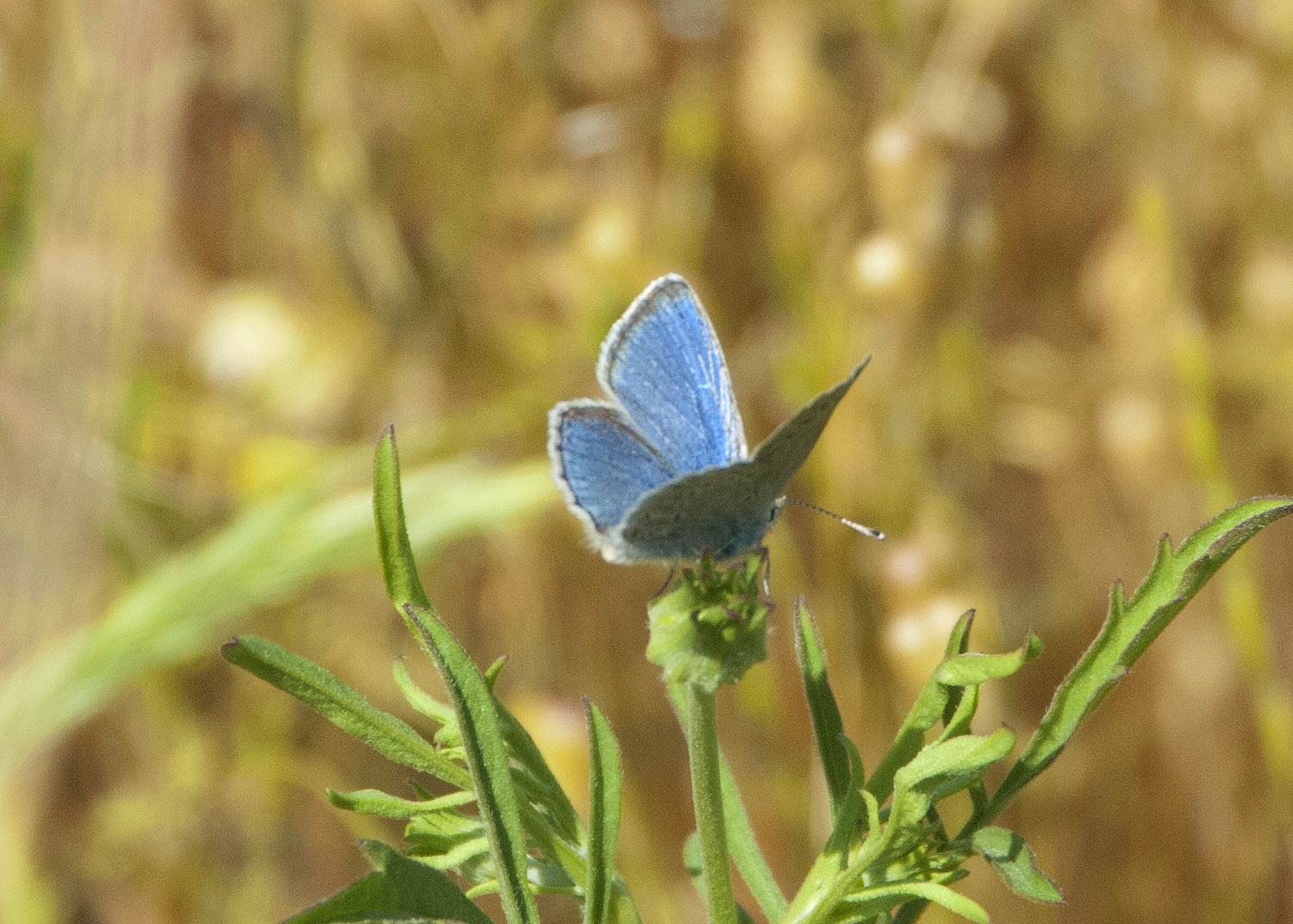 Mission blue butterfly | FWS.gov