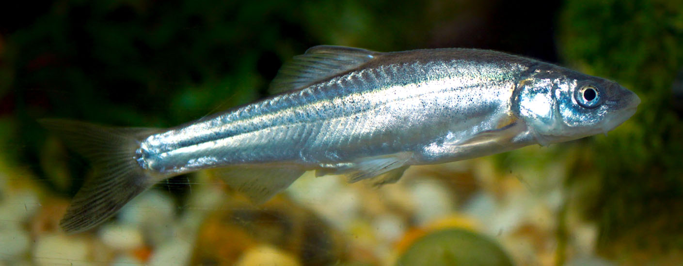 Woundfin for DRUPAL.jpg | FWS.gov