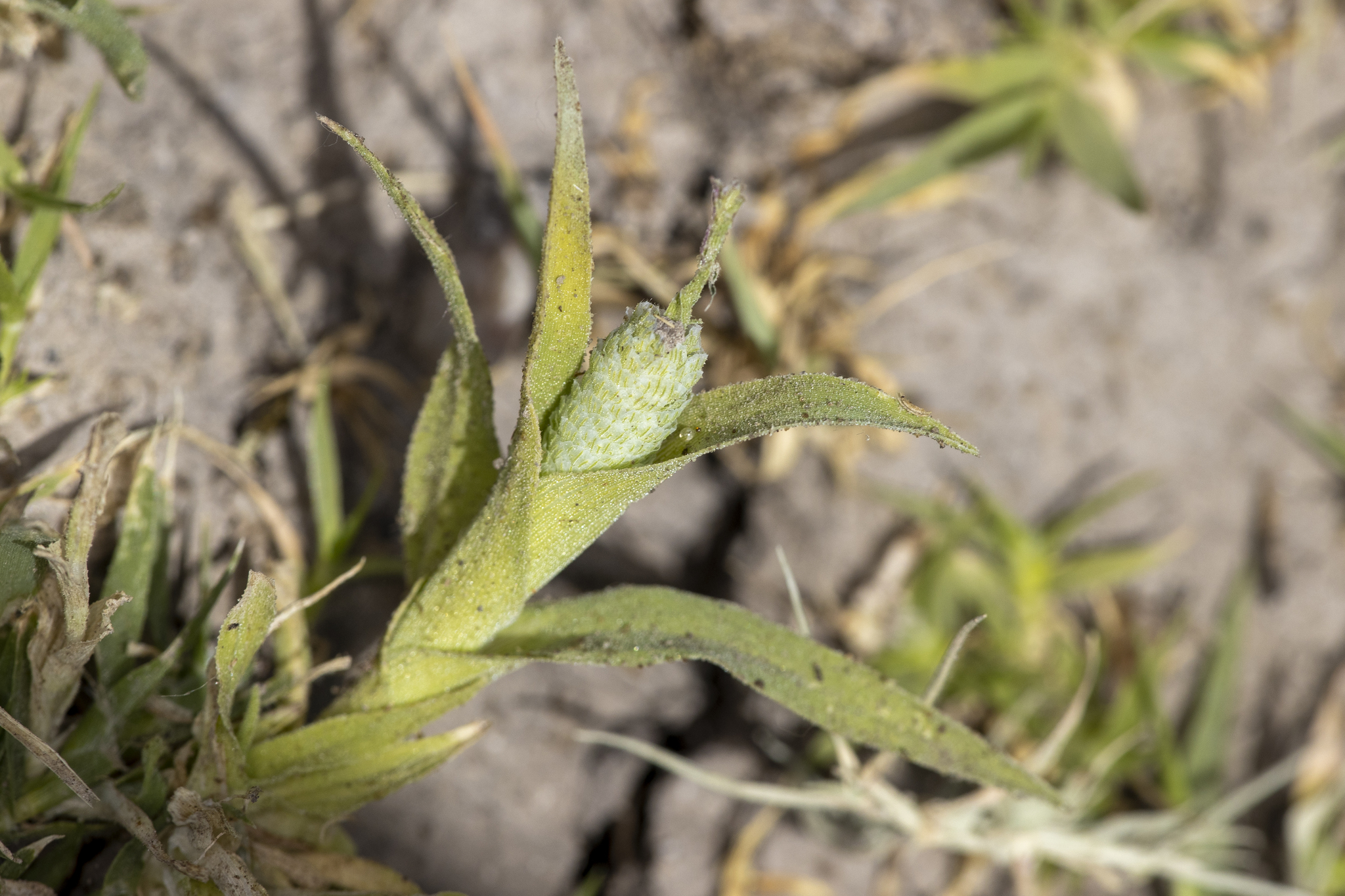 Colusa grass courtesy of Sean Werle | FWS.gov