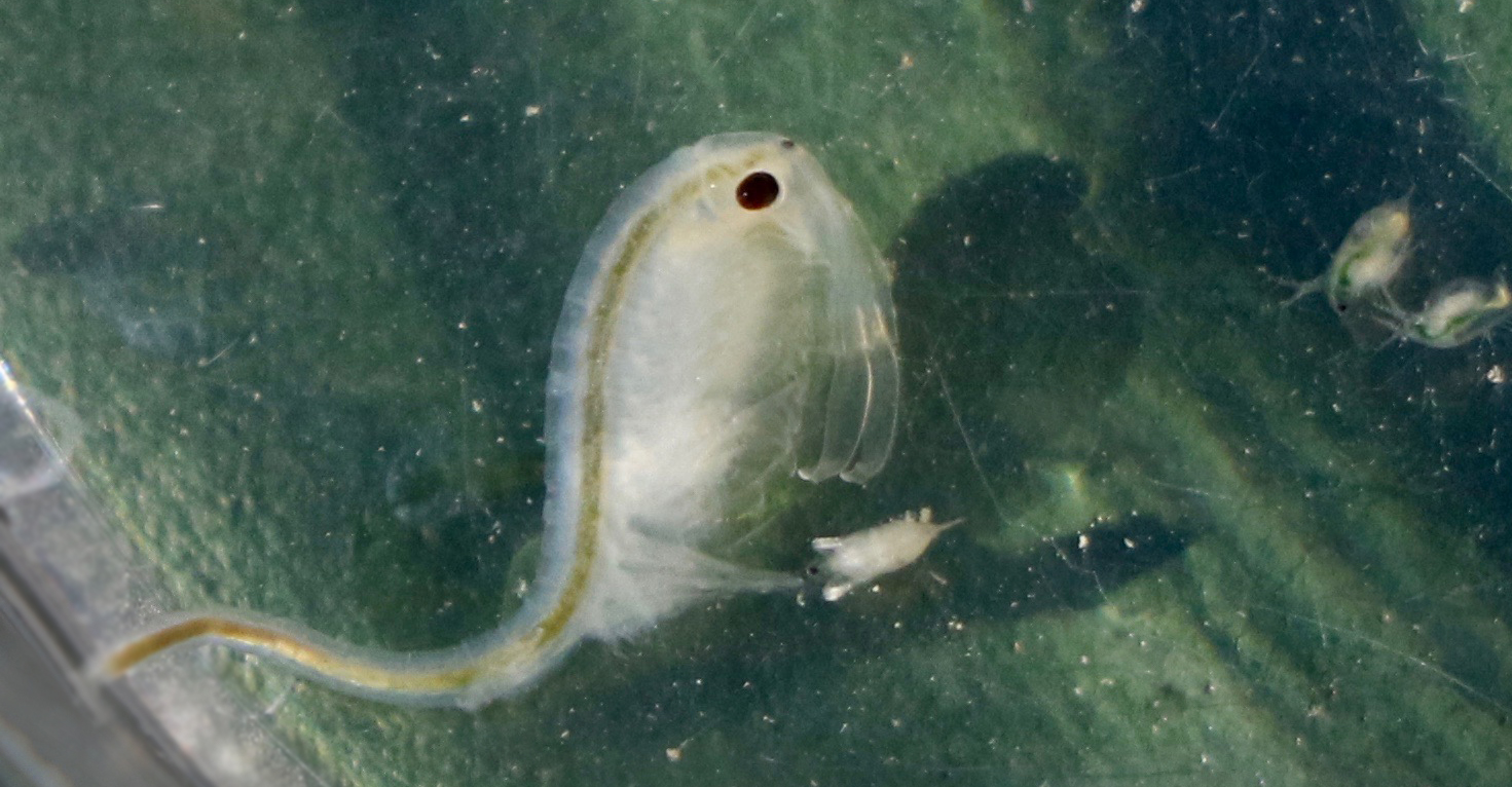 Conservancy fairy shrimp | FWS.gov