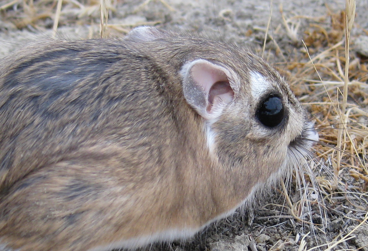 Giant kangaroo rat icon | FWS.gov