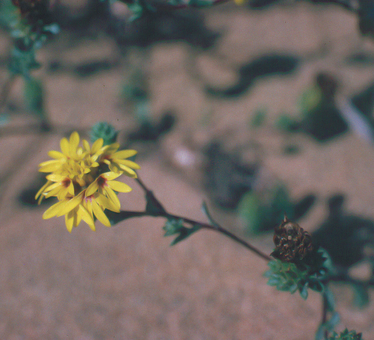 San Francisco lessingia | FWS.gov