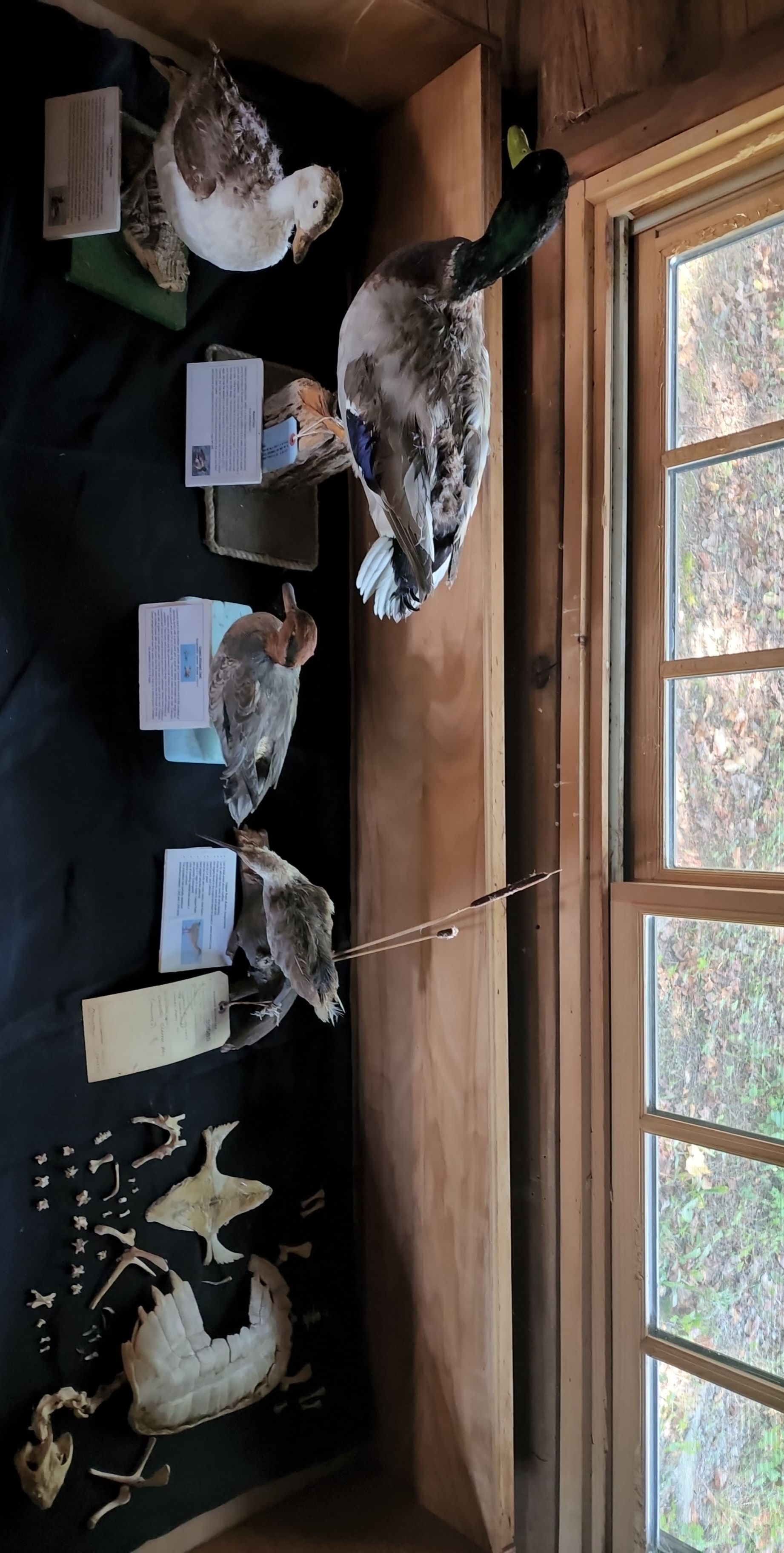 log cabin display case at Salt Meadow | FWS.gov