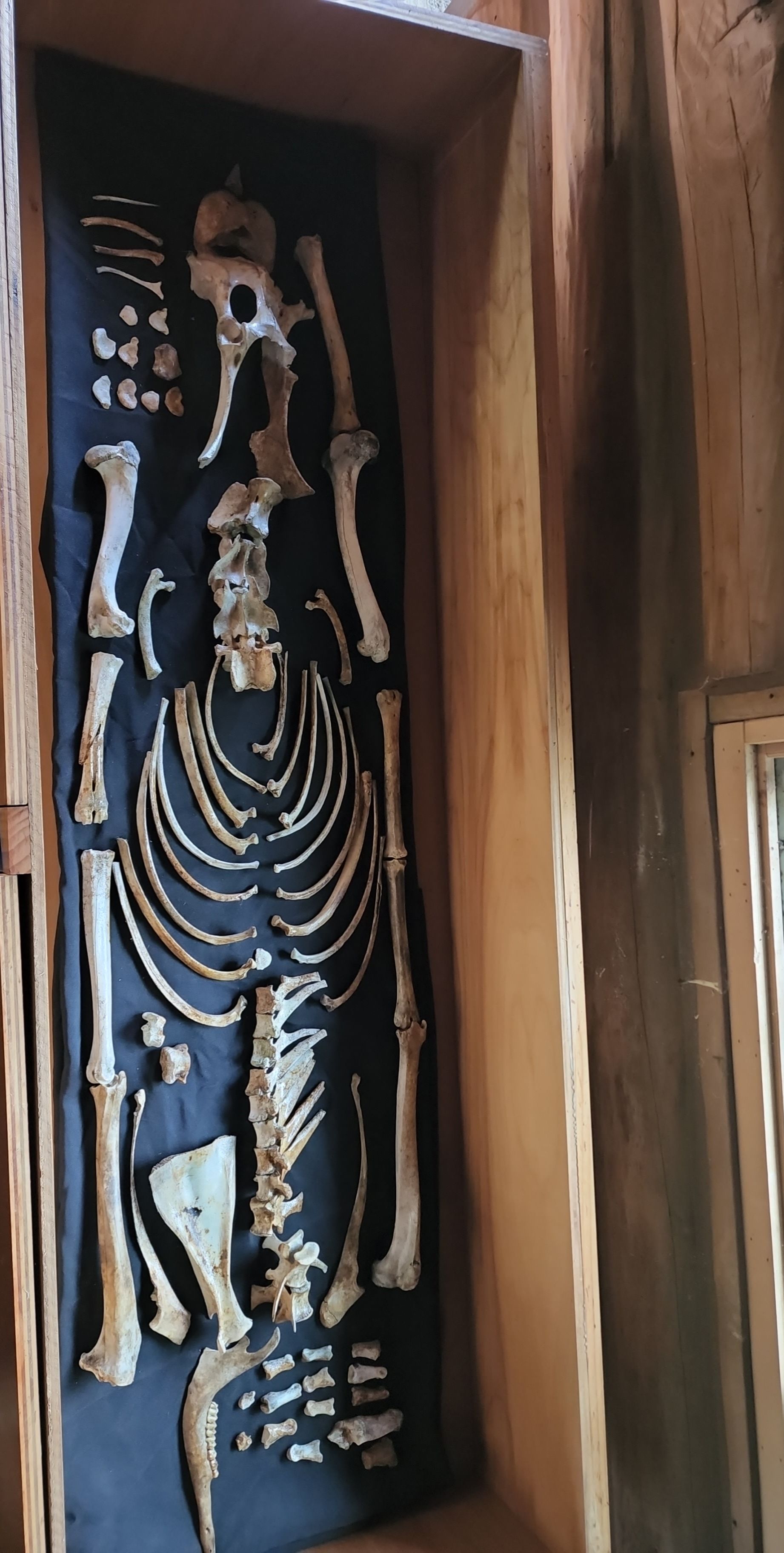 white-tailed deer partial skeleton | FWS.gov