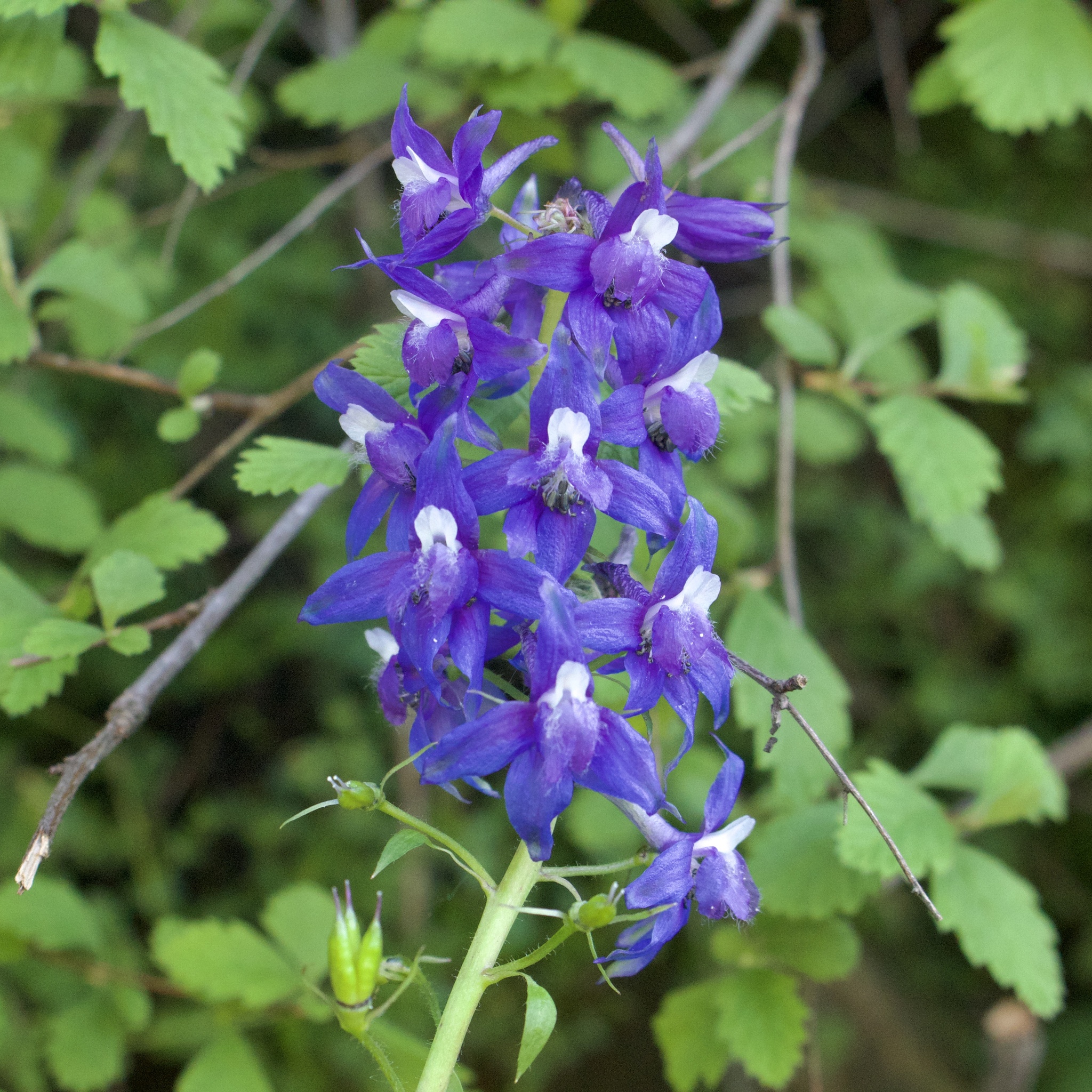 Baker's larkspur courtesy of André Giraldi | FWS.gov