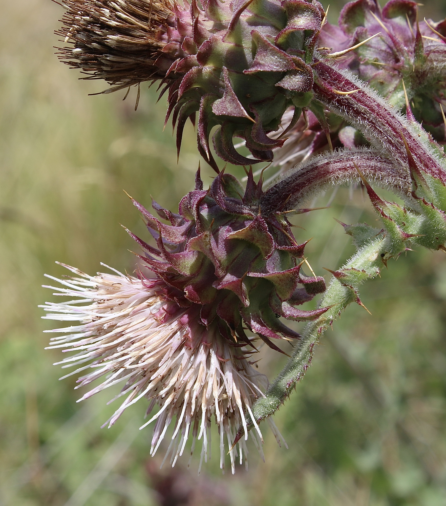 fountain thistle courtesy of Morgan Stickrod | FWS.gov