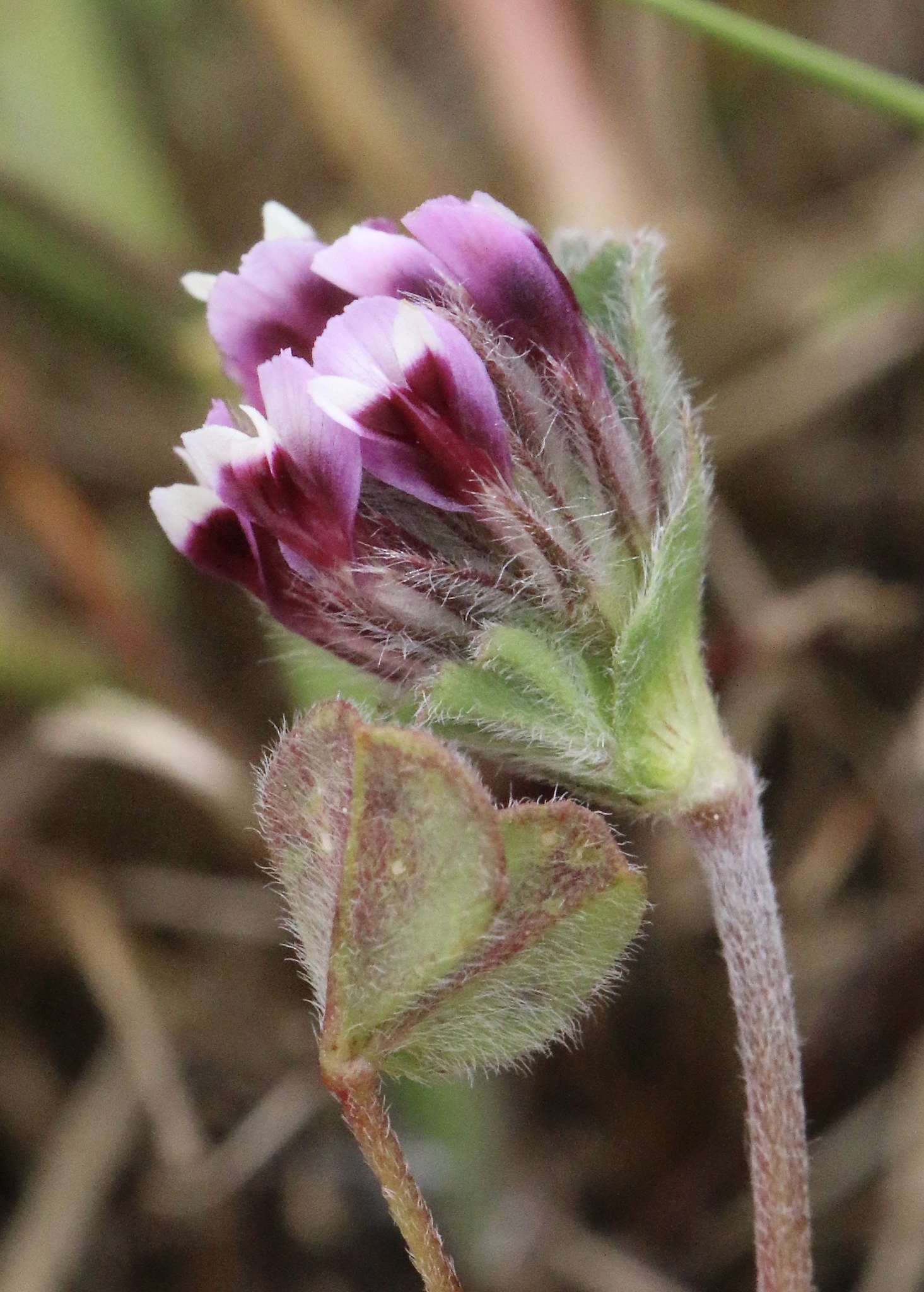showy indian clover courtesy of Morgan Stickrod | FWS.gov