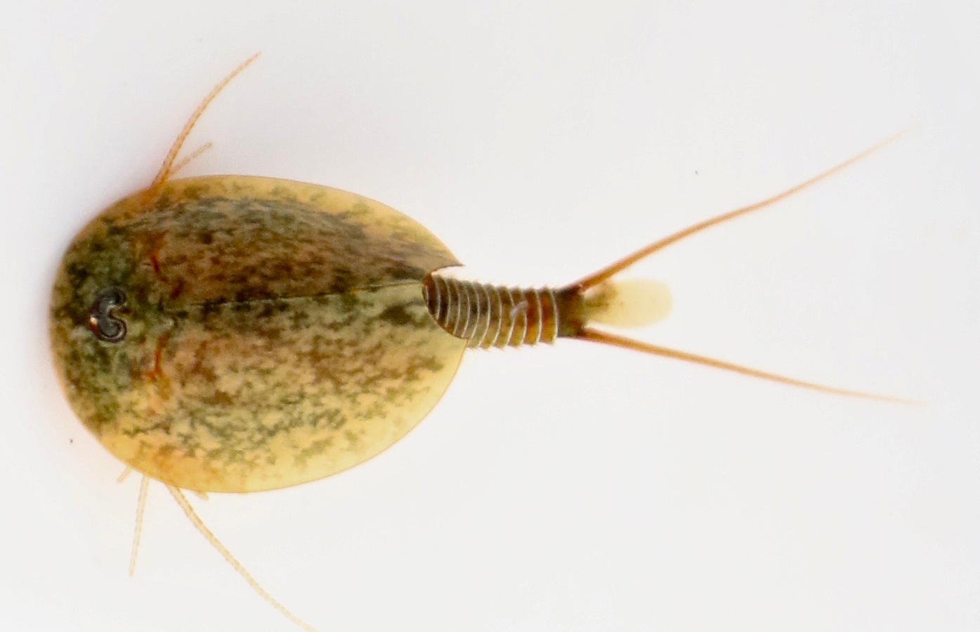 Vernal pool tadpole shrimp | FWS.gov