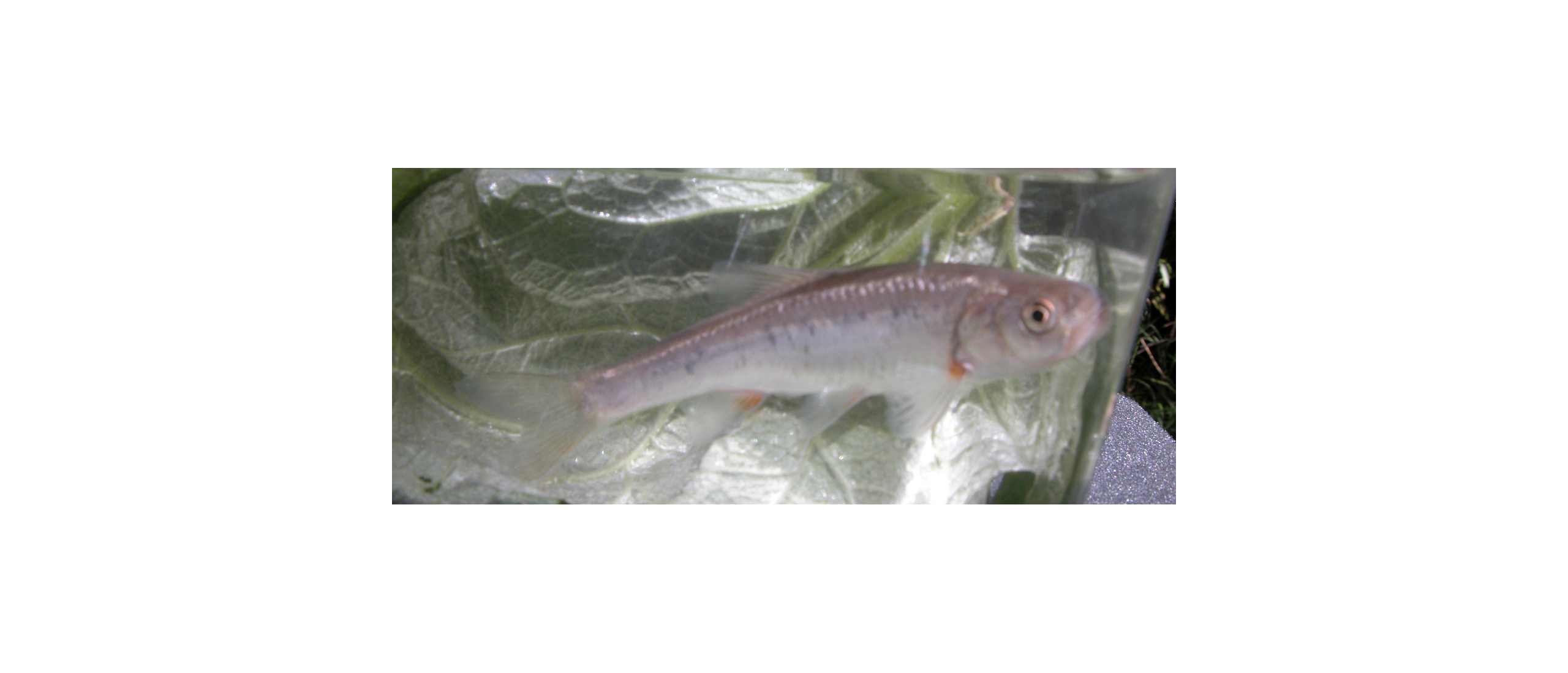 Big Springs Spinedace with Mat.jpg | FWS.gov