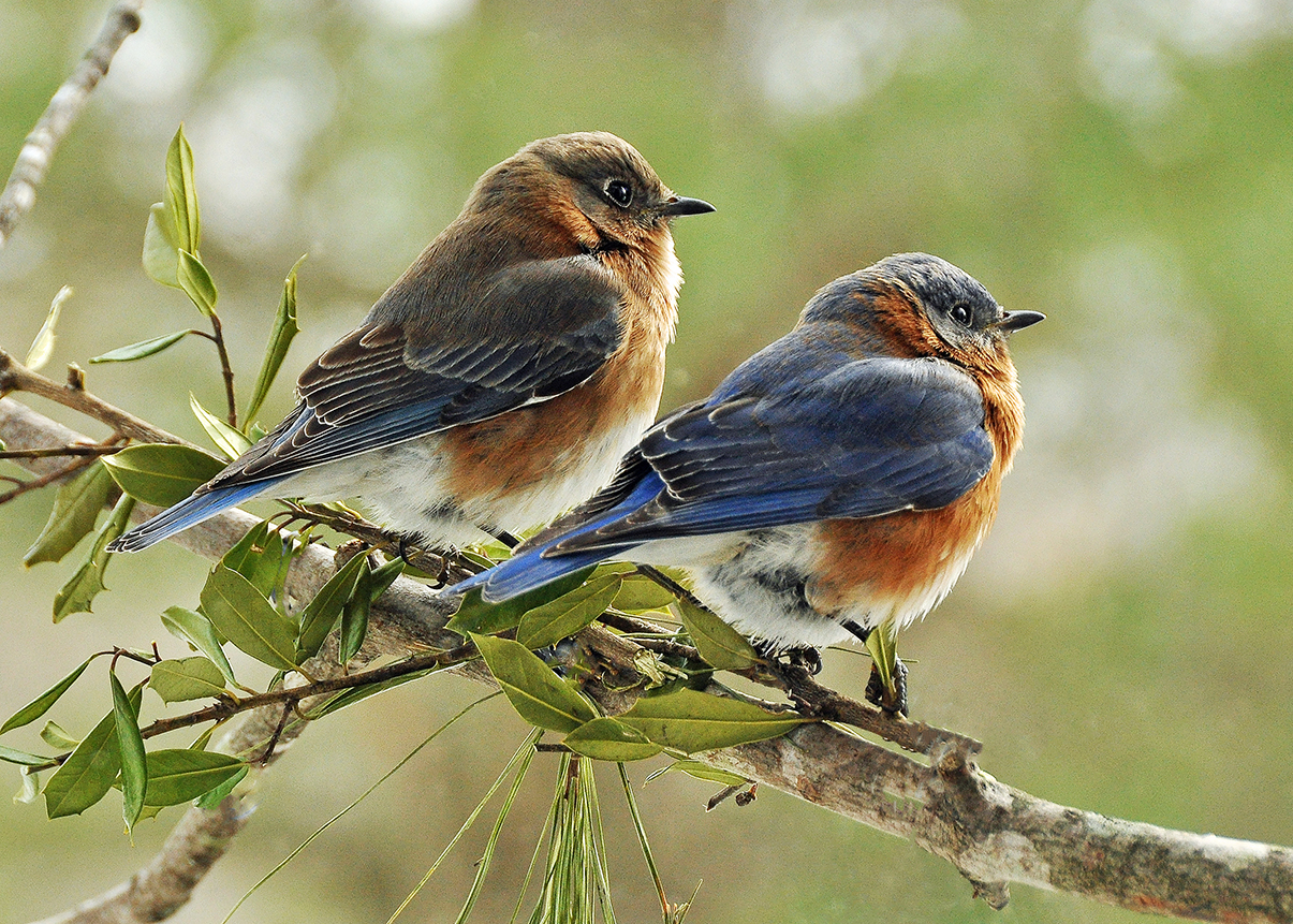 Bluebirds sitting on a tree limb | FWS.gov