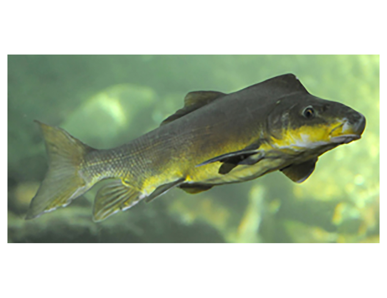 Razorback Sucker with Mat.jpg | FWS.gov