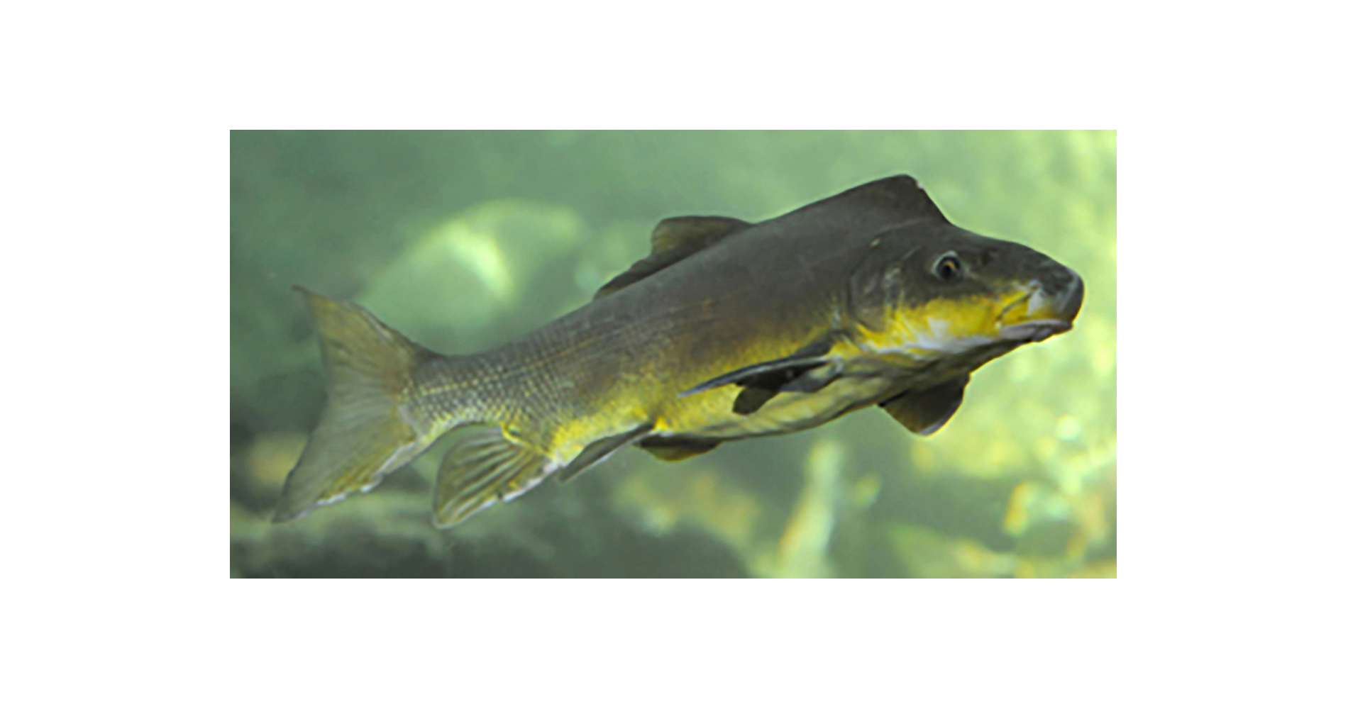 Razorback Sucker | FWS.gov