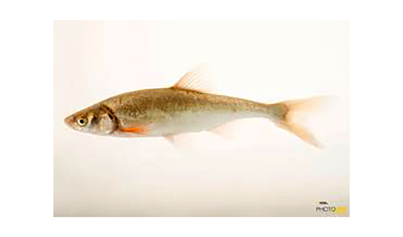 Virgin River chub | FWS.gov