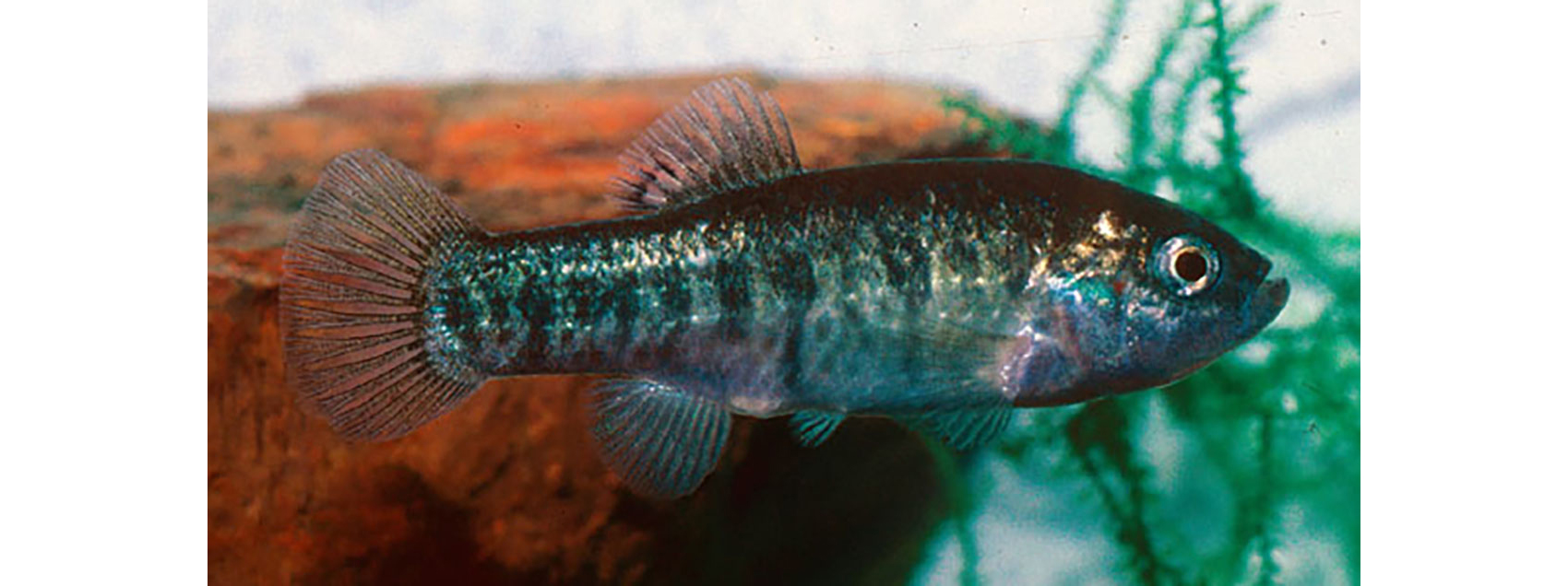 Warm Springs pupfish with Mat.jpg | FWS.gov