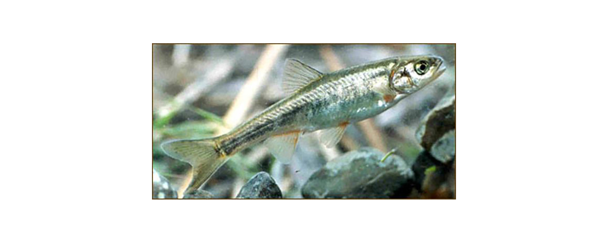 White River spinedace | FWS.gov