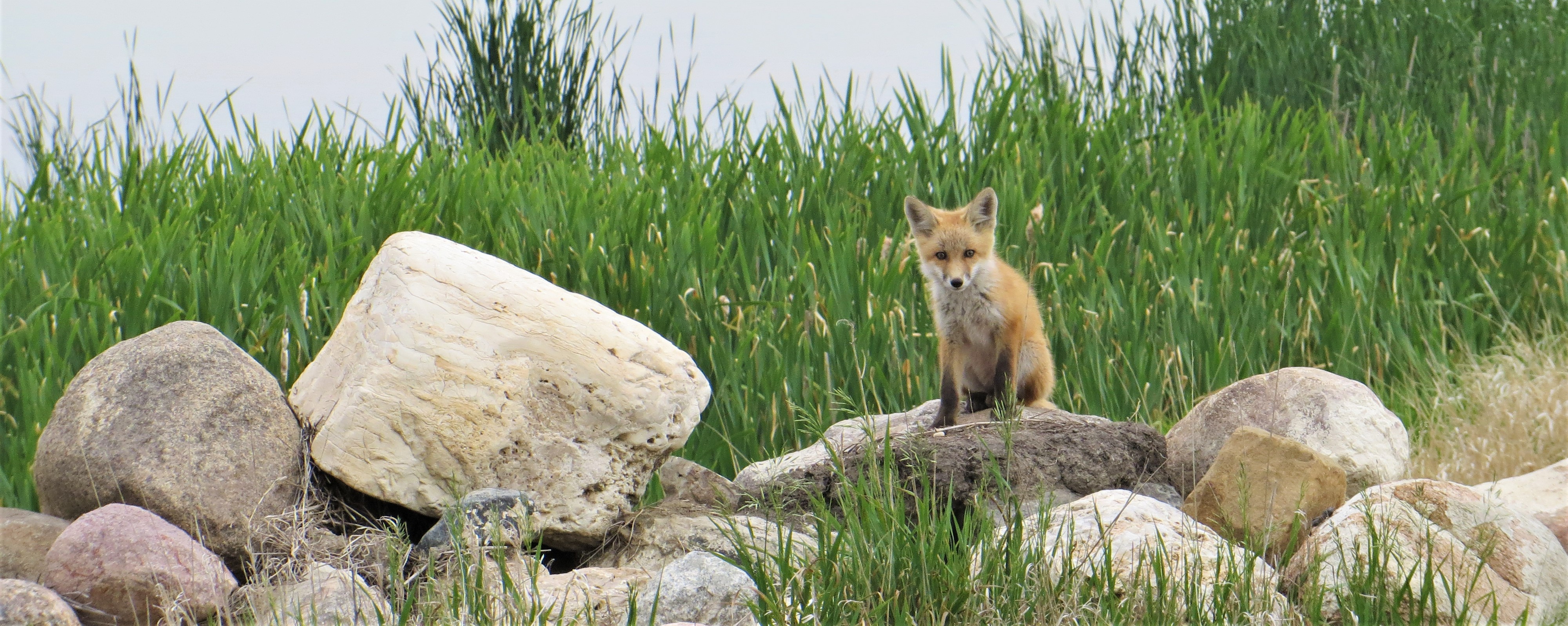 Red fox on rocks | FWS.gov