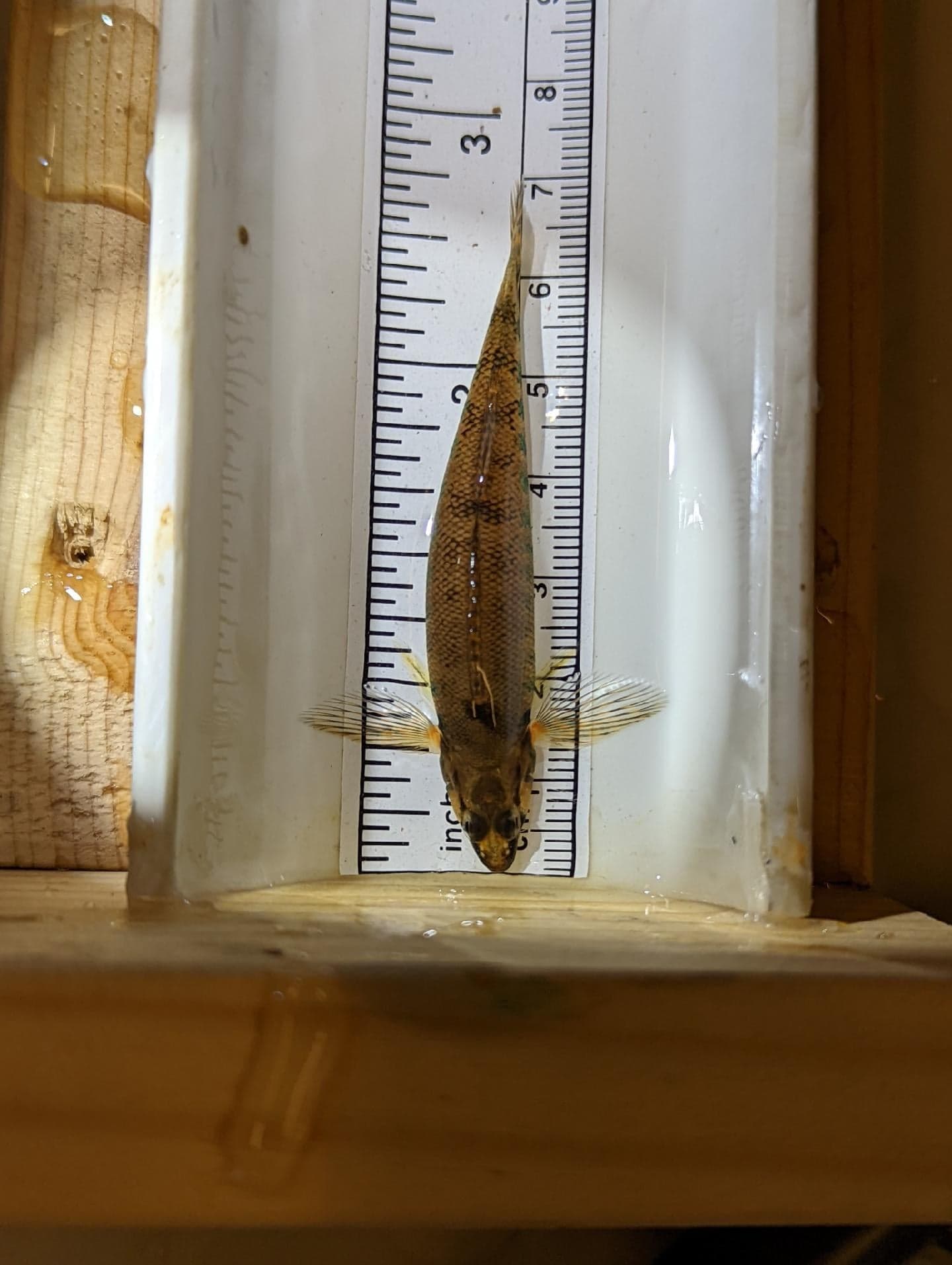 A juvenile candy darter | FWS.gov