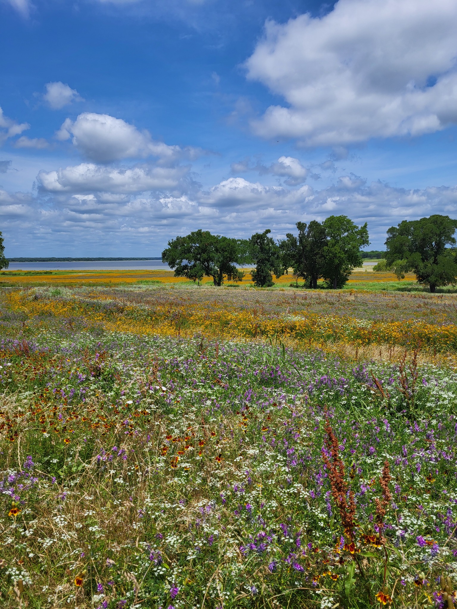 Wildflowers at Hagerman Refuge | FWS.gov